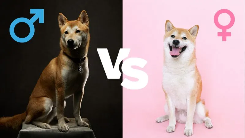 Shiba Inu male ou femelle - Aiko